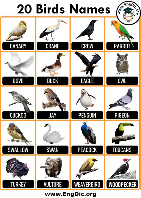 Bird Pictures With Names