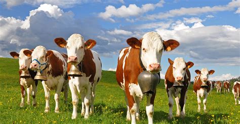 Production laitière 165 vaches montbéliarde importées de France pour