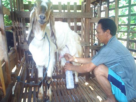 Kelompok Tani Ternak Kambing PE NGUDIMAKMUR 3