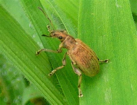 Käfer Käfer alle Coleoptera indet c Michael Kunde