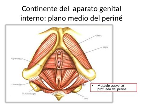PPT Anatomía topográfica del aparato genital femenino PowerPoint