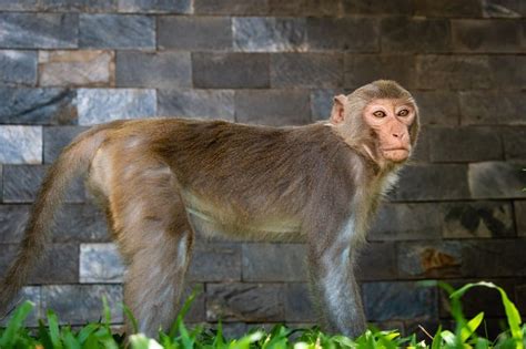 Qu Est Ce Que La Variole Du Singe