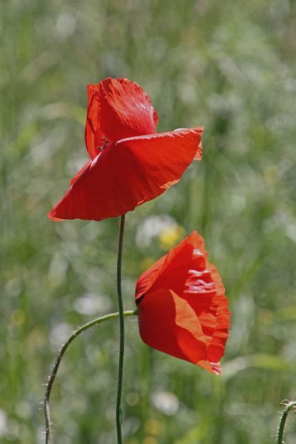 Mohn Mohnblume Mohnfeld Kostenloses Foto Auf Pixabay Pixabay