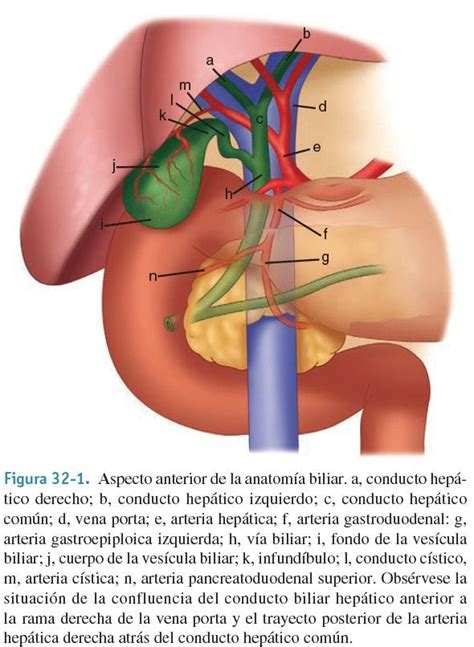 Vesícula biliar anatomía fisiología y patologías