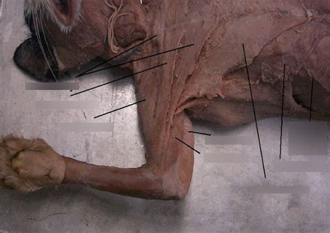 Cat Dissection 2 Superficial Muscles Medial Thorax Forelimb Diagram