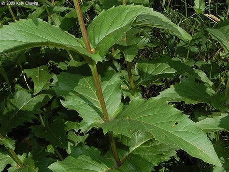 Silphium Perfoliatum Cup Plant Minnesota Wildflowers