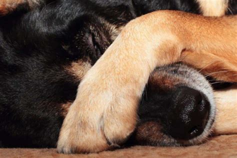 Descubre por qué tu perro se rasca el hocico causas y soluciones