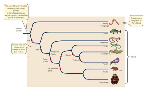 Mammal Phylogenetic Tree Template EdrawMax Templates