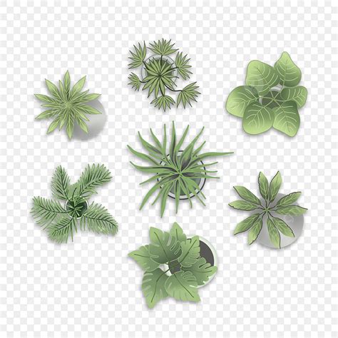 Top View Plant PNG Vector PSD And Clipart With Transparent