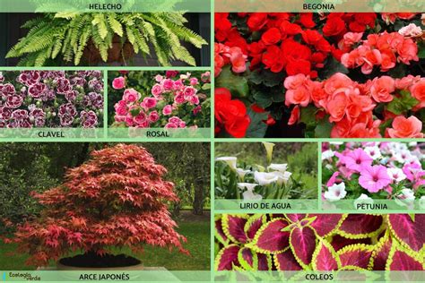 25 plantas ornamentales qué son tipos nombres imágenes y vídeos