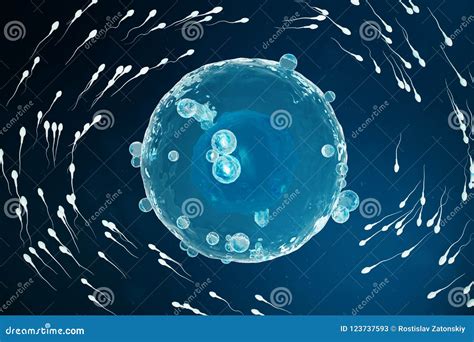 Cellule De Sperme Et D oeufs Ovule Fertilisation Indigène Et Naturelle