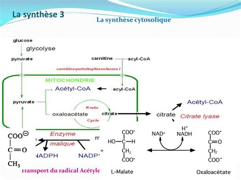 PPT METABOLISME DES ACIDES GRAS PowerPoint Presentation Free