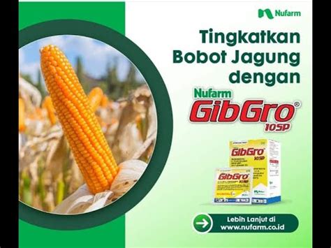 Gibgro 10 Sp SOLEX Desa Sarirejo Kec Ngaringan Solusi Jagung Tetap