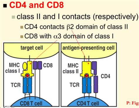 T Cells Effector Functions Mhc Flashcards Quizlet
