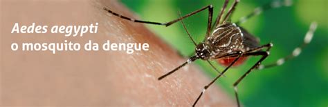 O Mosquito Da Dengue Aedes Aegypti Biogents AG