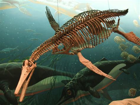 Plesiosaur Fossil At Natural History Museum Flickr Photo Sharing
