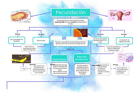 MAPA Conceptual Fecundacion fases del desarrollo Fecundación Para
