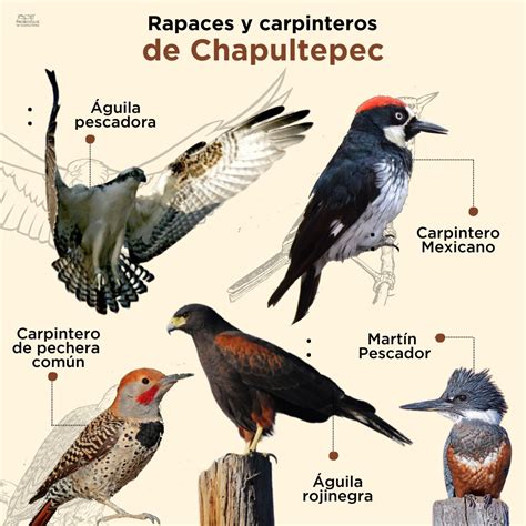 Pro Bosque Chapultepec On Twitter Estas Son Aves Rapaces Y