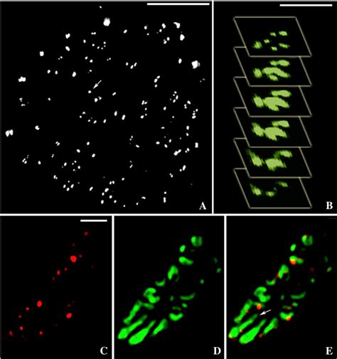 figure 2 from super resolution imaging of plasmodesmata using three dimensional structured