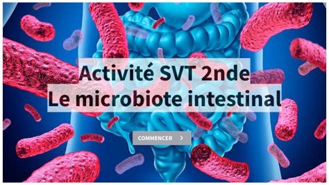 Le Microbiote Intestinal 2nde