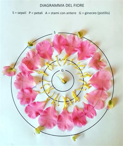 Diagramma Del Fiore Insubria Olona