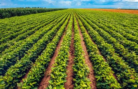 Produção de grãos em Rondônia na safra 2023 2024 está estimada em mais