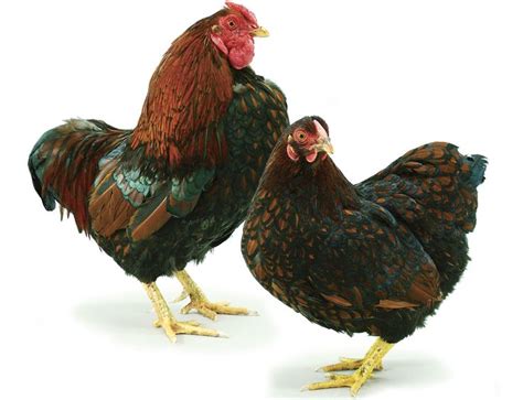 Wyandotte dorée à liseré noir naine le coq et la poule Poule naine