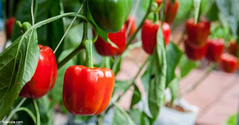 Cómo cultivar chiles y pimientos morrones en casa
