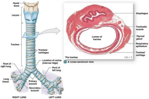 Respiratory Histology Flashcards Quizlet
