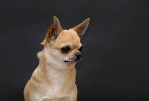 El Chihuahua origen características y consejos de cuidados Mascotas