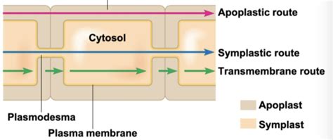 Bio Chapter Resource Acquisition And Transport In Vascular Plants