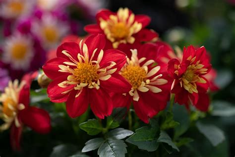 Blomma Dahlia Indonesien Bloom Gratis foto på Pixabay Pixabay