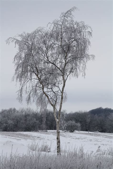Kostenlose Foto Landschaft Baum Natur Gras Ast Schnee Kalt