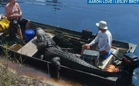 Alligator Weighing More Than Pounds Captured In Florida Kumneger