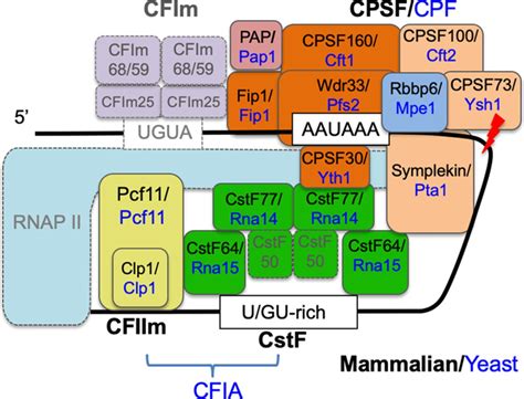 Human Pre MRNA 3 End Processing Reconstituting Is Believing