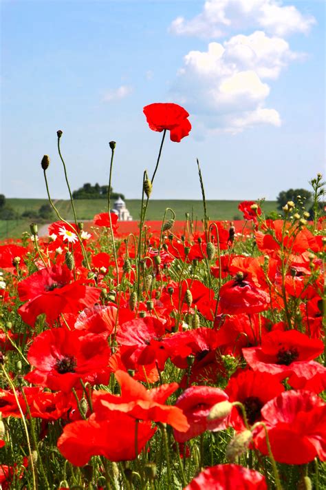 4 Things You Didn T Know About Poppies Cultivation Street