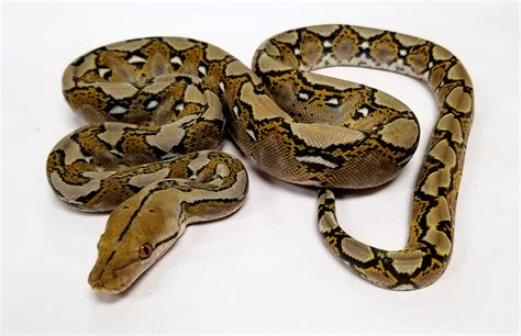 Reticulated Python Morphs