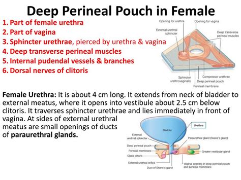 PPT Urogenital Triangle External Genitalia PowerPoint Presentation