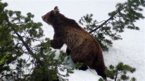Frische Bärenspuren im Glemmtal Jäger entdeckt Abdrücke im Schnee