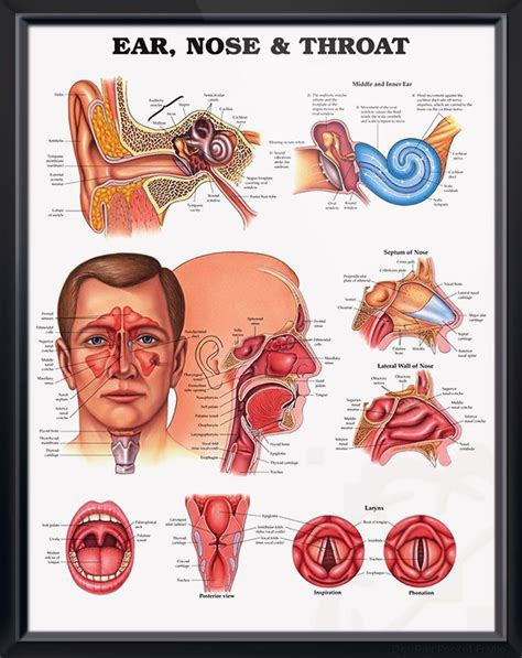 Ears Nose And Throat Connection Diagrams Eustachian Tube Ear