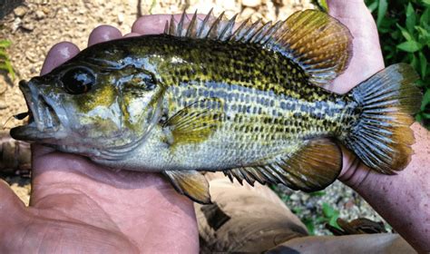Rock Bass Vs Smallmouth Bass A Guide To Easy Identification USAngler