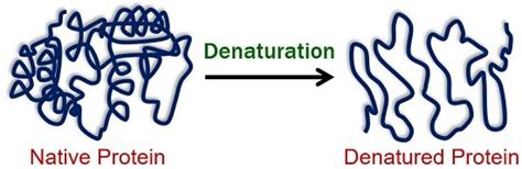 Denature Definition Types Function And Examples Biology 56 OFF