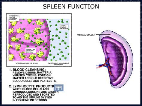 Spleen Function Trialquest Inc