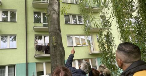 Cud w Parczewie Mieszkańcy modlą się do drzewa na którym widzą Jezusa