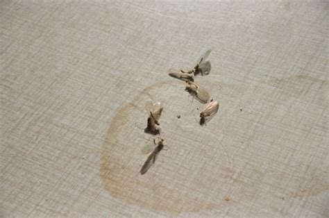 Lina Scheynius Another