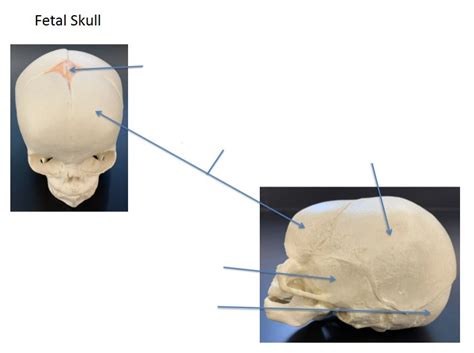 Skulls Part Diagram Quizlet