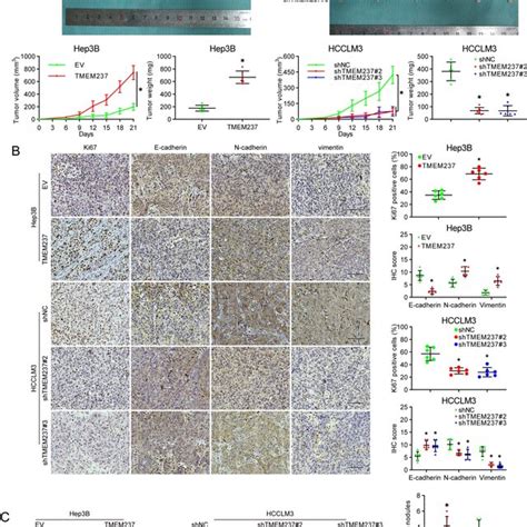 TMEM237 Contributes To HCC Growth And Metastasis In Vivo A HCC Cells