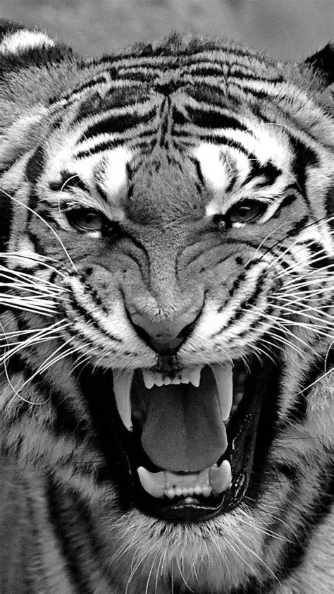 Tiger IPhone HD Wallpapers Wallpaper Cave