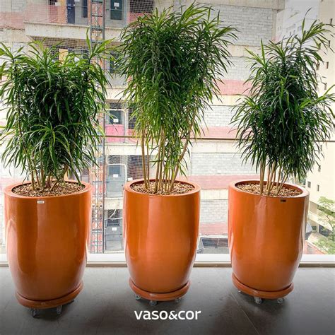 Modelo Kali Auto Brilho cor Terral Vegetação Dracena fita