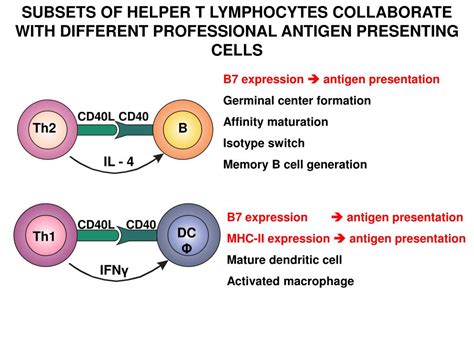 Ppt Effector T Cells Effector T Cell Functions Powerpoint